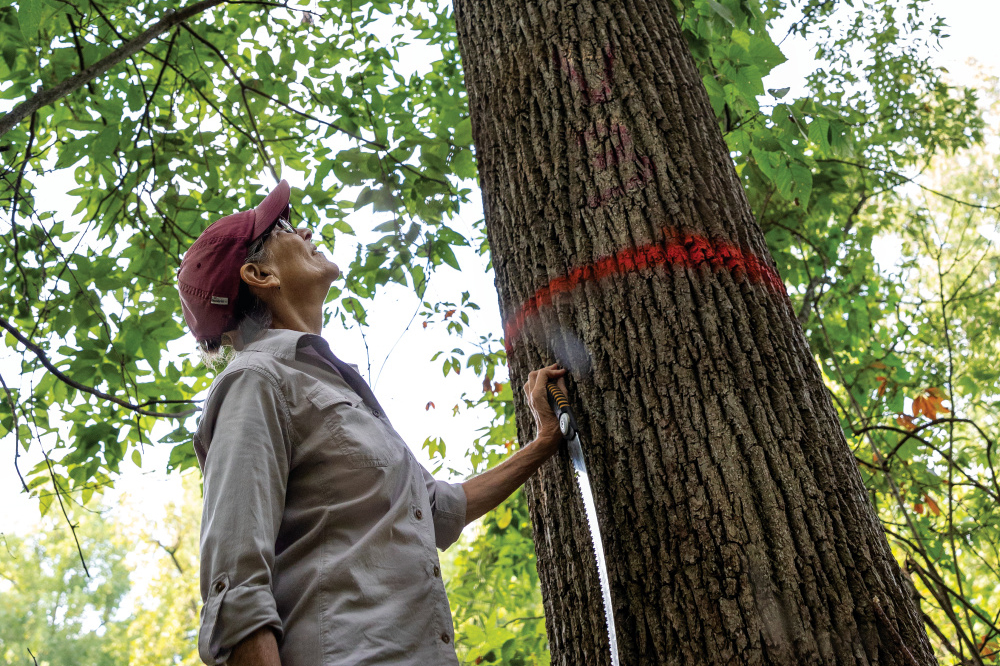 Indiana’s Hardwoods Industry Is State’s Leading Ag Sector - Farm Flavor
