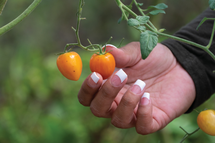 Choctaw Fresh Produce Grows an Organic Movement in Mississippi - Farm ...