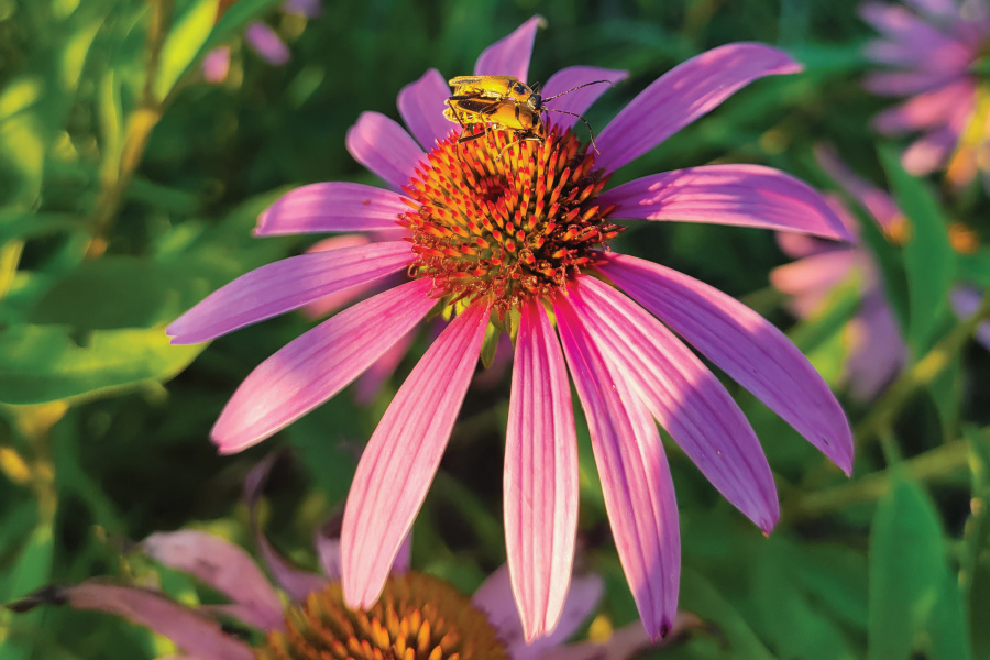 CREP Helps Indiana Farmers Protect the State’s Soil and Waterways ...