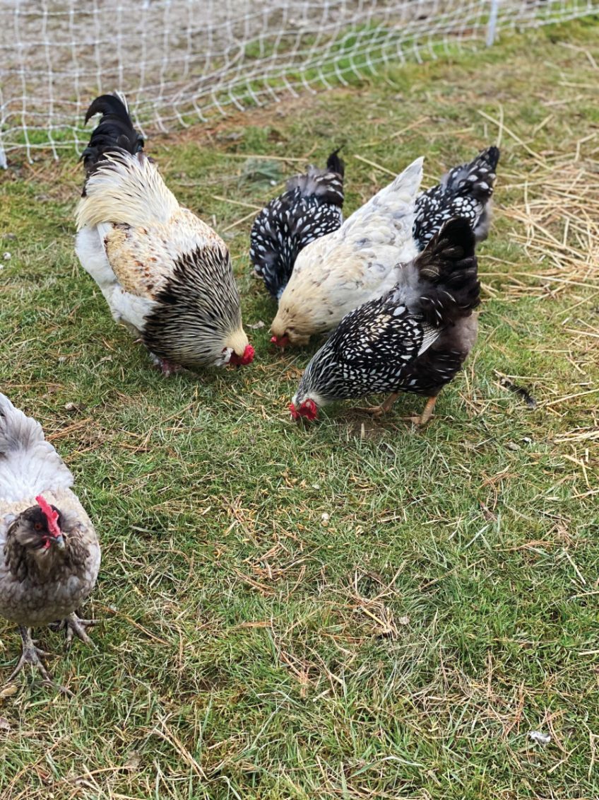 Ohio Young Farmers Started Farming From Scratch - Farm Flavor