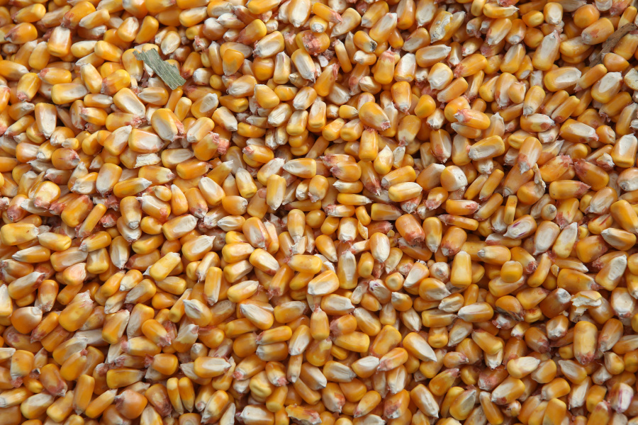 Everything Connects to Kansas Agriculture - Farm Flavor