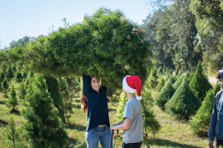 The Best Christmas Tree Farms to Visit This Holiday Season - Farm Flavor
