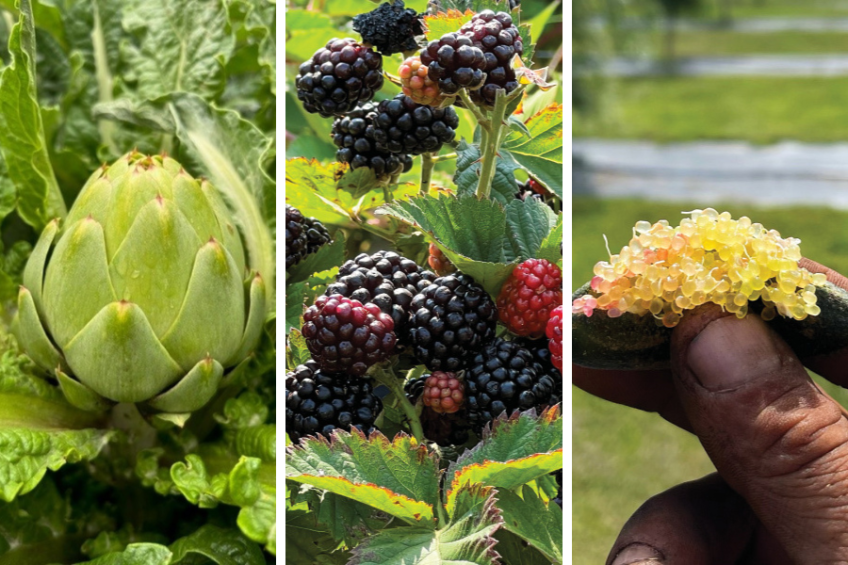 New-to-Florida Crops Include Artichokes, Finger Limes and Blackberries ...