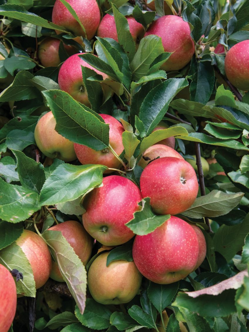 Michigan Apples Highlighted in Hard Cider Throughout the State - Farm ...