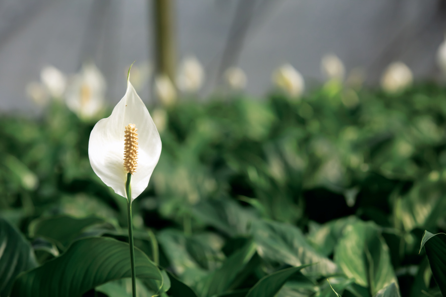 Top Connecticut Agricultural Products - Farm Flavor