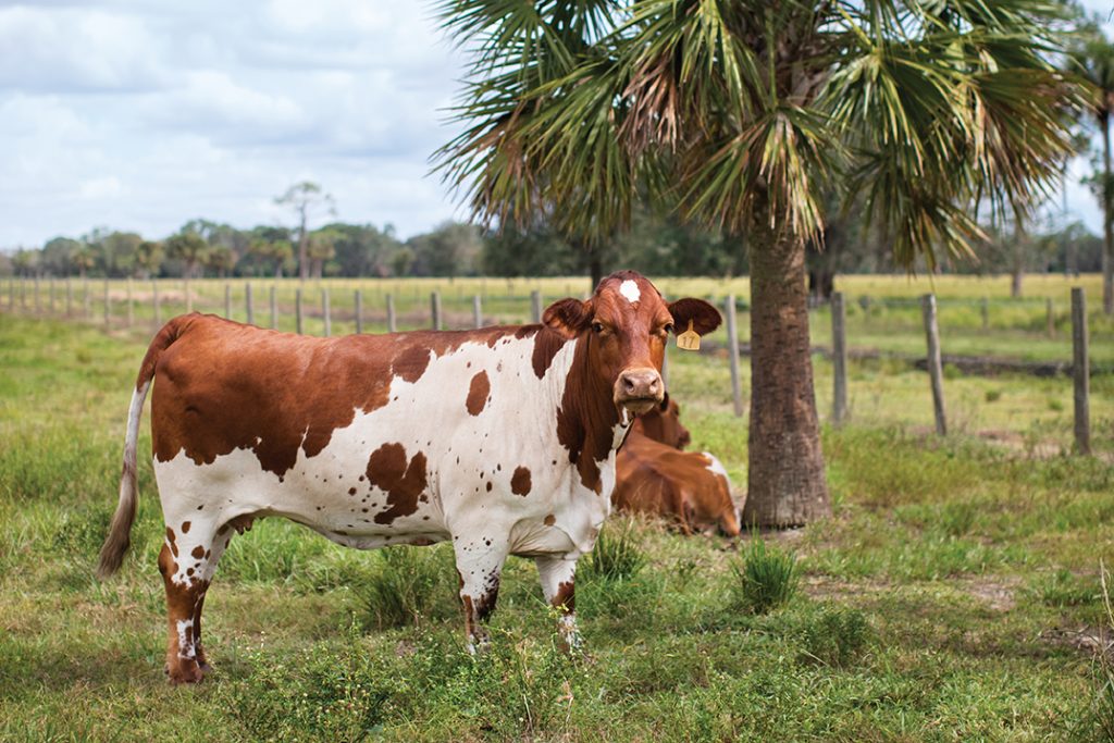 Florida Cattle Rancher Huey Howard Lassos a Legacy - Farm Flavor