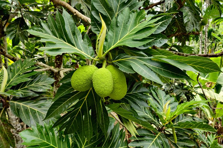 What Is Breadfruit? And Why It Could Be an Important Crop for the ...