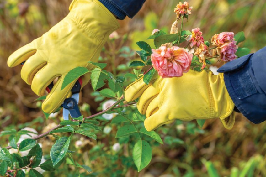 How to Plant and Grow a Cut Flower Garden - Farm Flavor