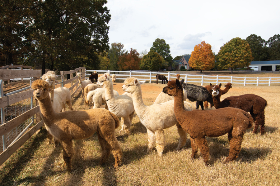 Tennessee Fiber Production Showcases Wool, Fleece, Cotton and More ...