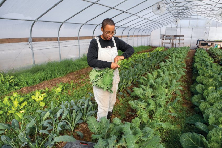 Tennessee Urban Farms Increase Food Access - Farm Flavor