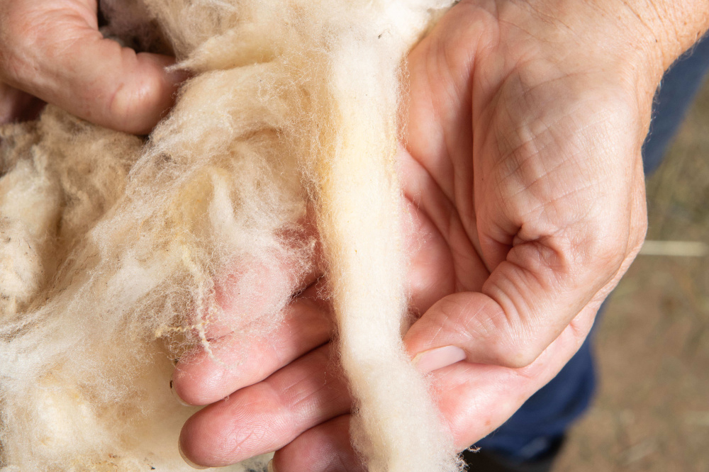 How Wool Goes From Sheep to Sweater - Farm Flavor