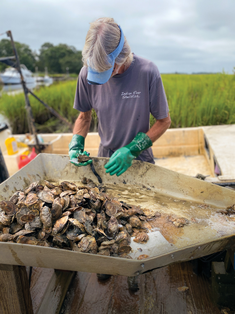 Connecticut Agencies Are Restoring Shellfish Grounds - Farm Flavor