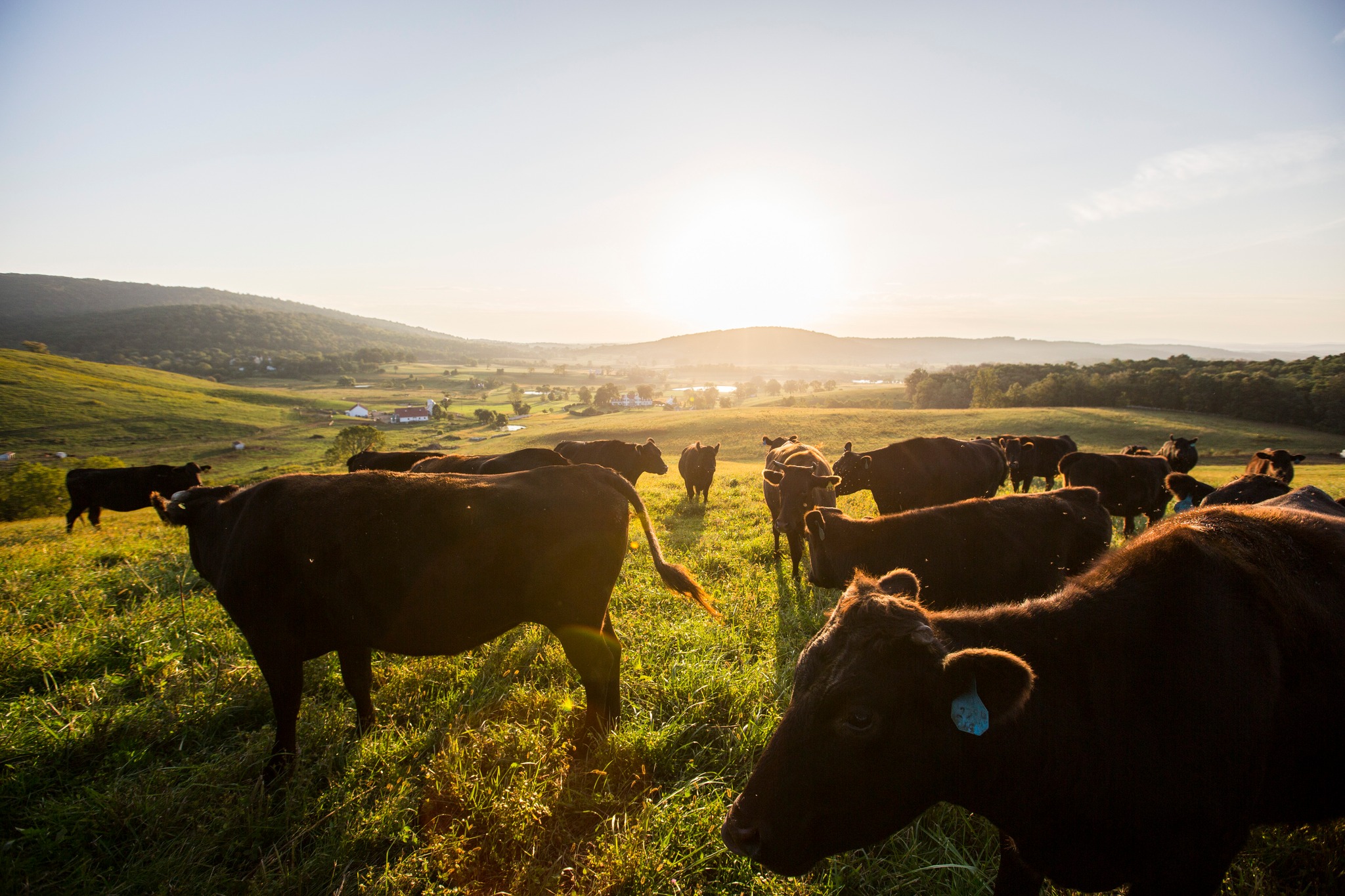 Ovoka Farm in Virginia Raises Top-Quality Wagyu Cattle - Farm Flavor