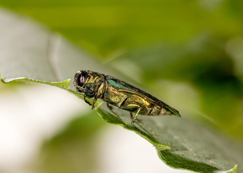 Harmful Insects Pose a Threat to Tennessee Agriculture - Farm Flavor
