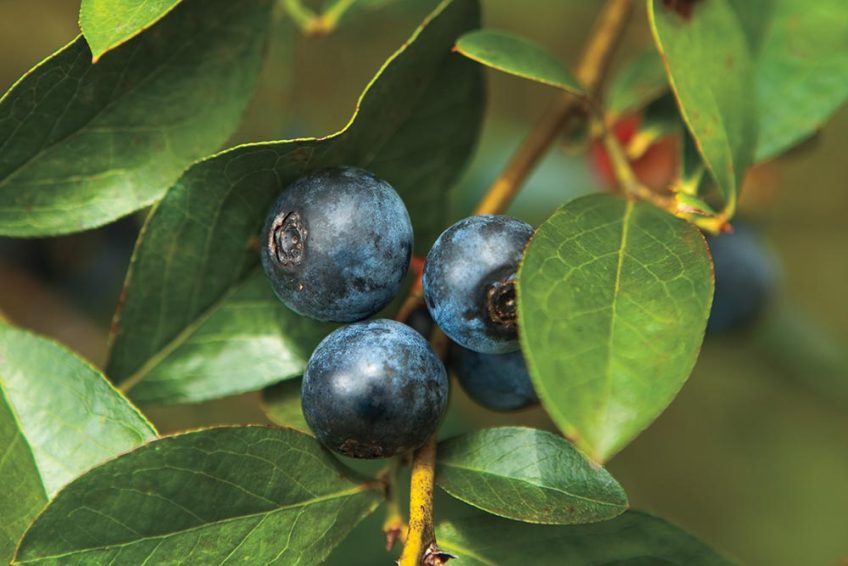 How to Grow Blueberries - Farm Flavor