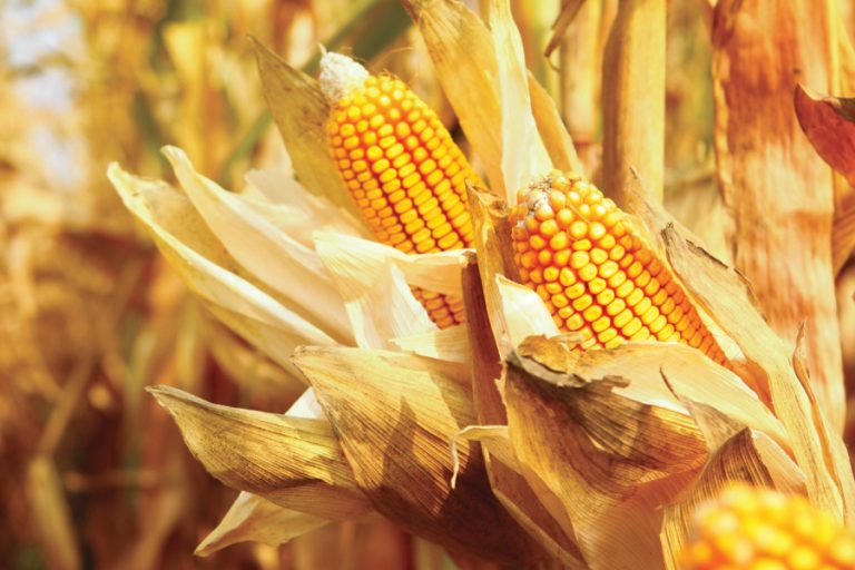 Indigenous Roots of Modern Agriculture: 7 Farming Practices You Didn’t ...