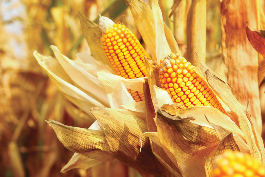 New York Agriculture Products - Farm Flavor