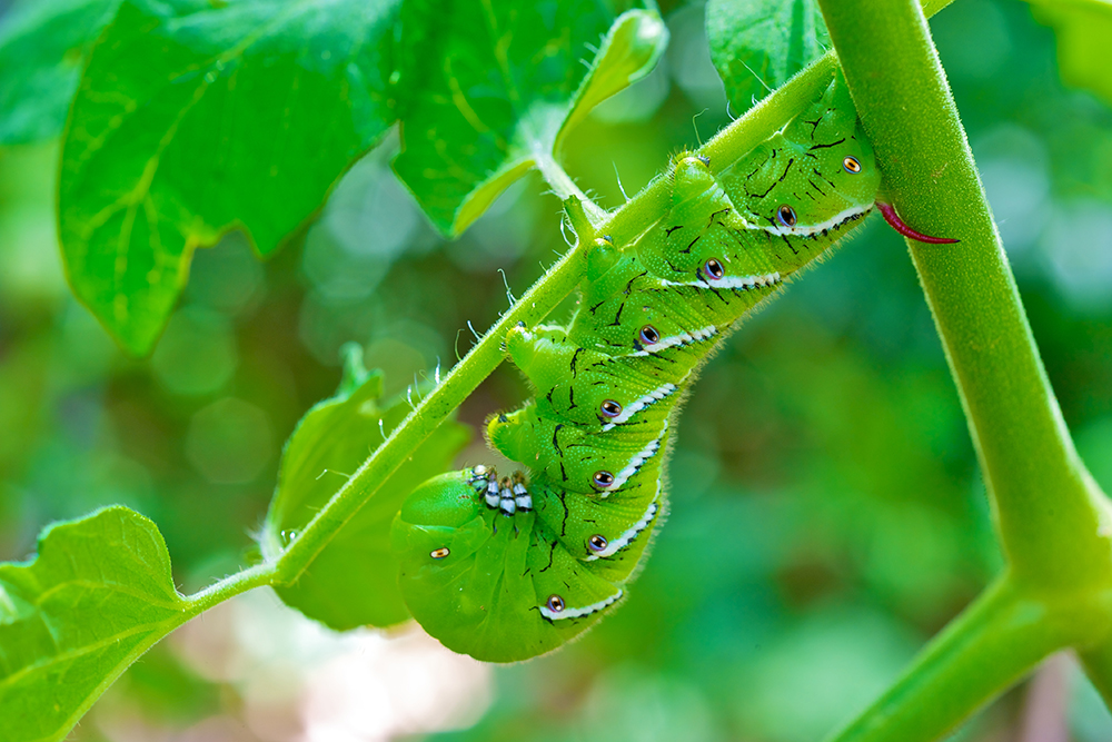 Common Garden Pests and How to Get Rid of Them - Farm Flavor