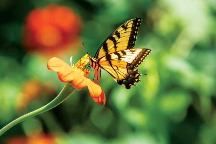 How to Grow a Butterfly Garden - Farm Flavor