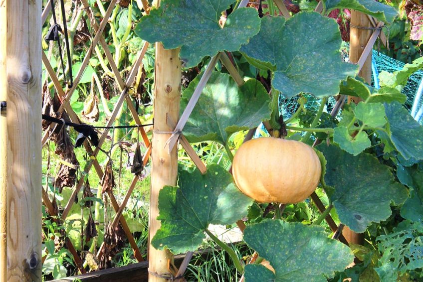 How to Grow Pumpkins Vertically - Farm Flavor