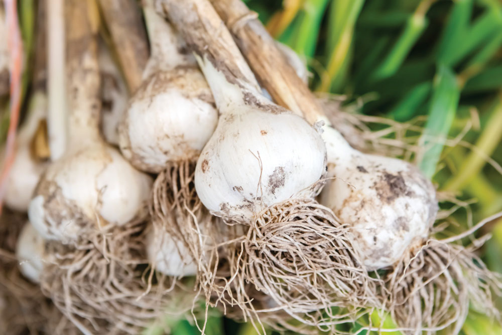 How to Grow Garlic: Everything You Need to Know - Farm Flavor