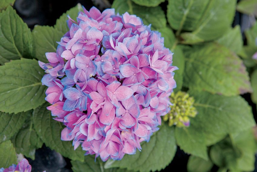 How to Grow Hydrangeas - Farm Flavor