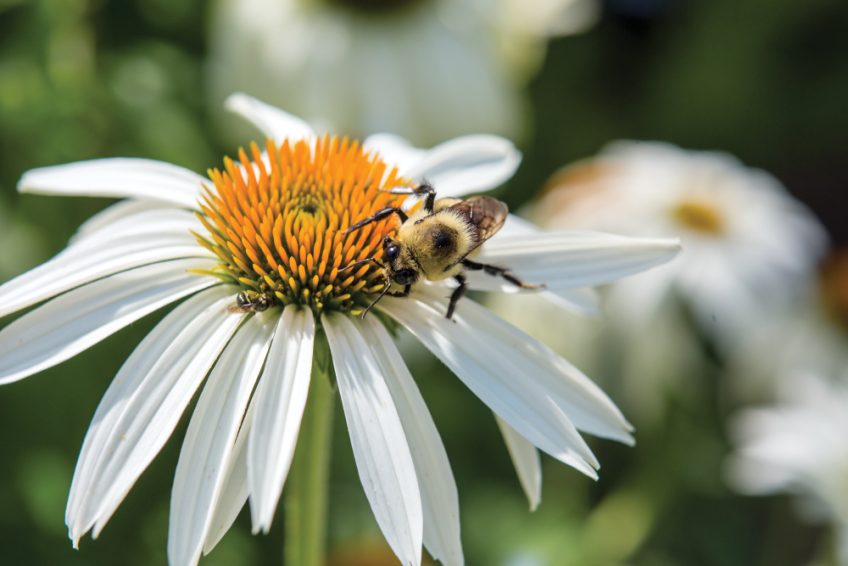 How to Grow Echinacea - Farm Flavor