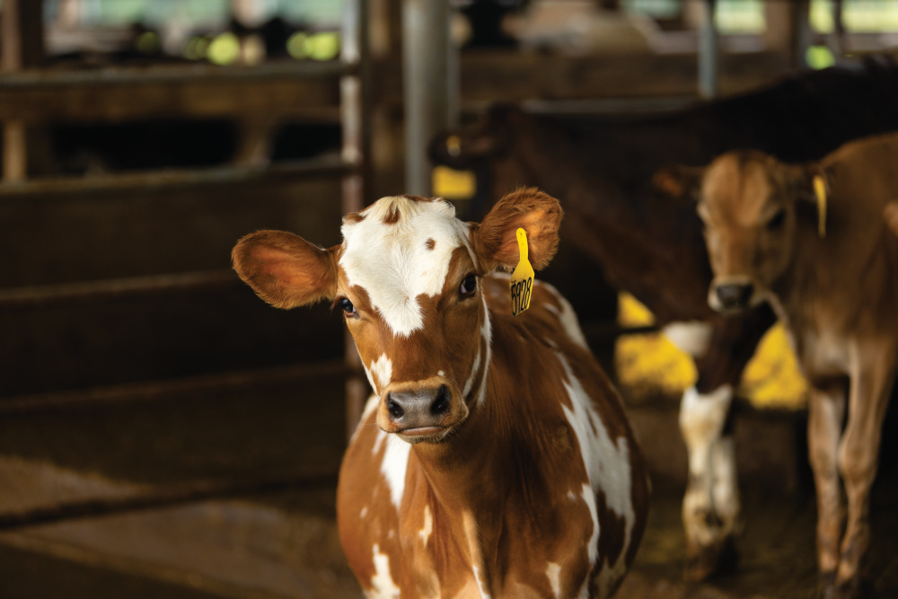 Massachusetts Farmland Preservation Programs Ensure a Future for ...