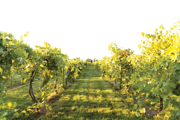 Huber’s Orchard & Winery Offers Fun for All in Southern Indiana - Farm ...