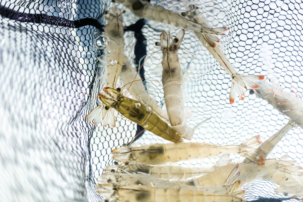 Indiana’s Inland Shrimping Solutions Provide a Deliciously Sustainable ...