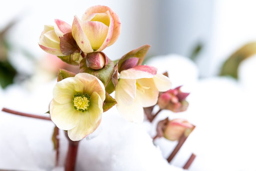 10 Flowers That Bloom in Winter - Farm Flavor