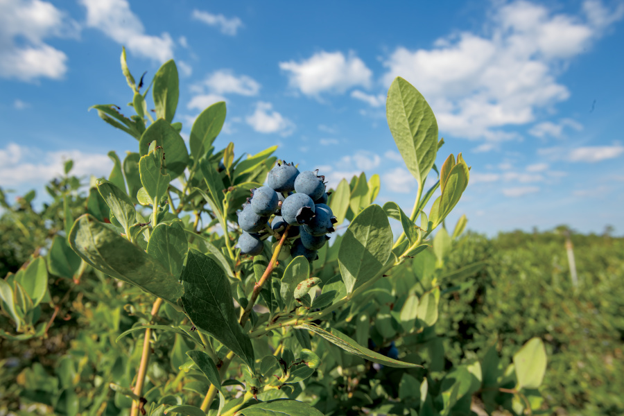 A Fourth Grade Class Influences the Blueberry Becoming the Mississippi ...