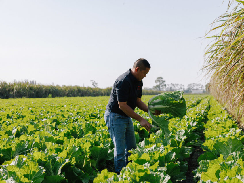 Yee Farms in Florida Supplies Consumers With Fresh Asian Vegetables ...