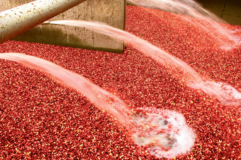 How Are Cranberries Grown and Harvested? - Farm Flavor
