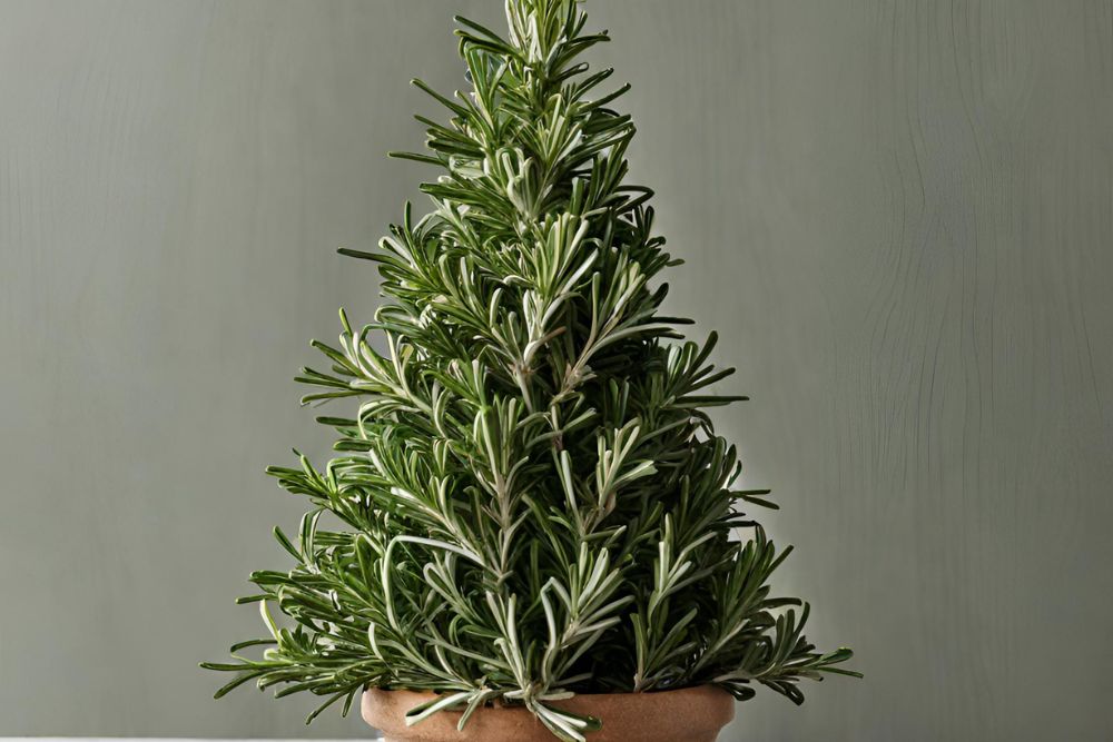 8 Holiday Plants You Can Grow That Aren’t Poinsettias - Farm Flavor