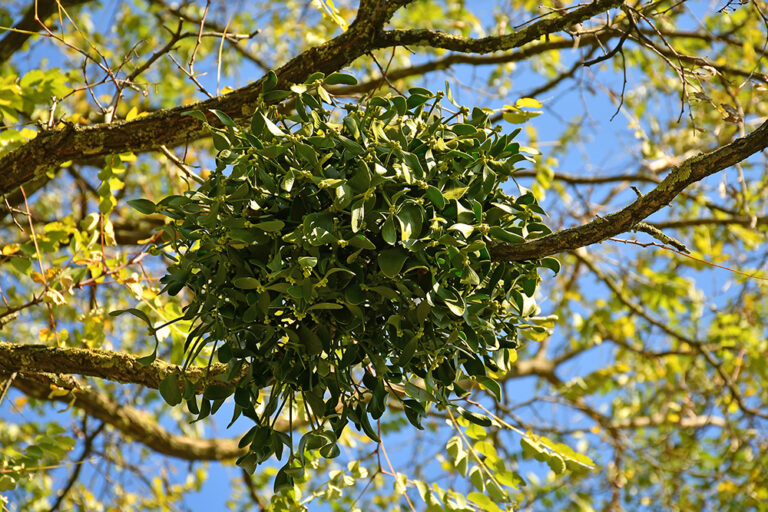 All About Mistletoe - Farm Flavor
