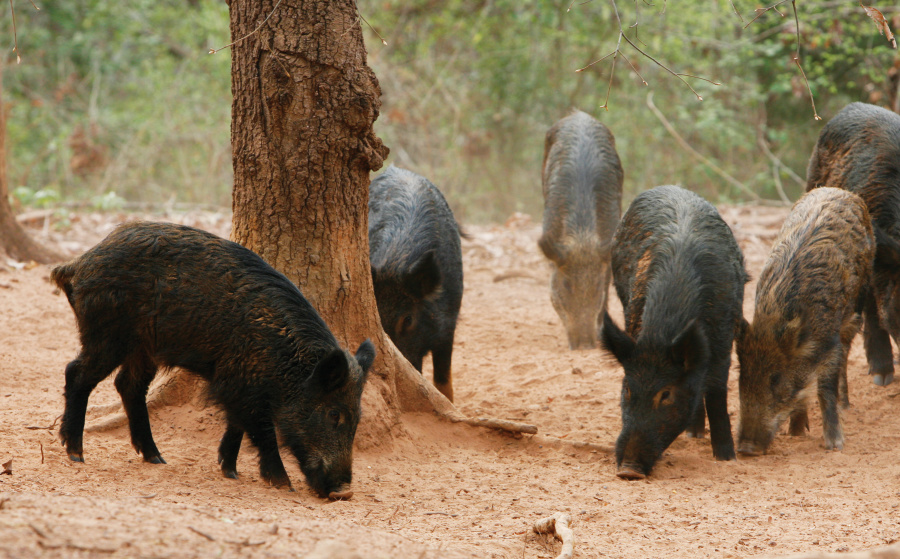 The Wild Hog Youth Trapping Corps Wrangles Mississippi Wild Hogs - Farm ...