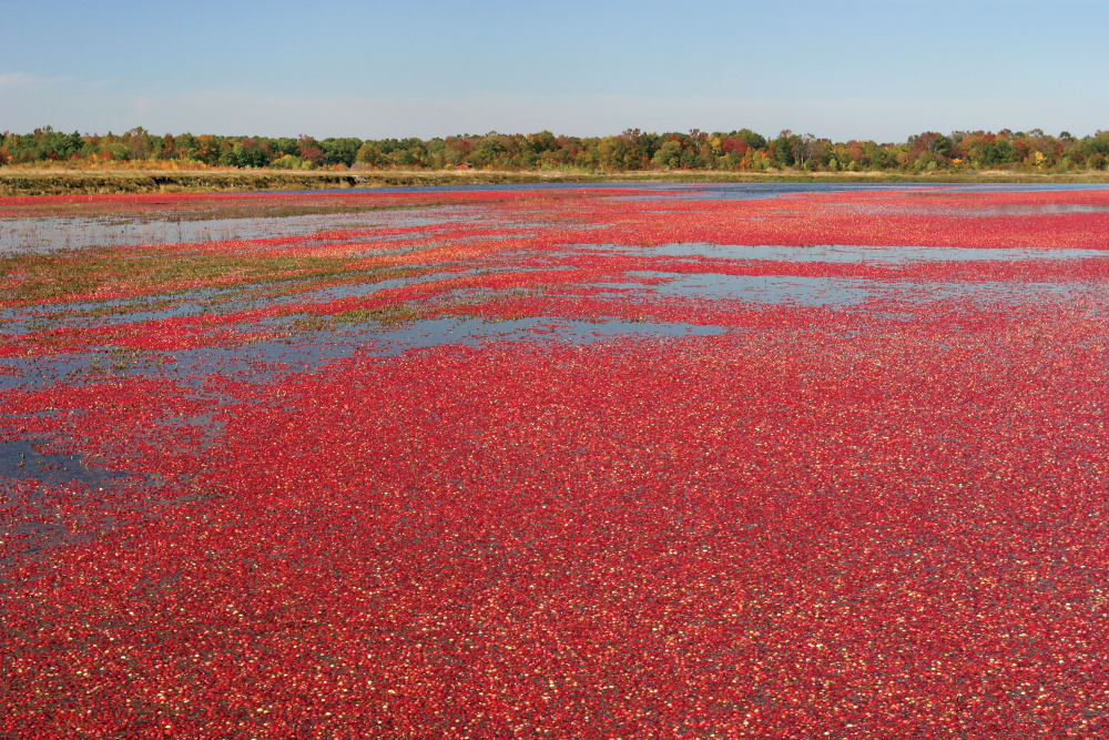 How Are Cranberries Grown and Harvested? - Farm Flavor