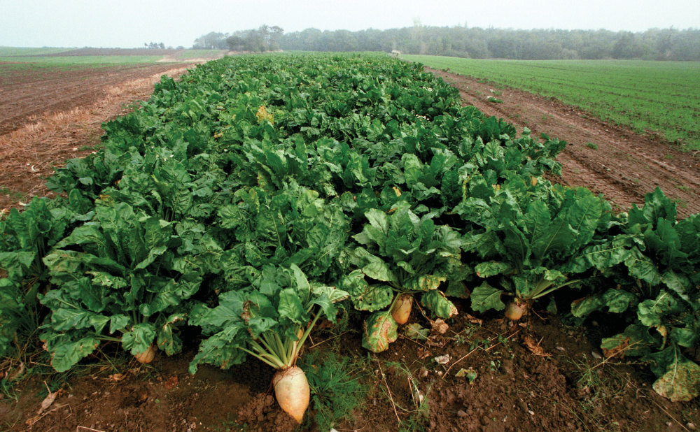 Top 10 Michigan Agricultural Products - Farm Flavor