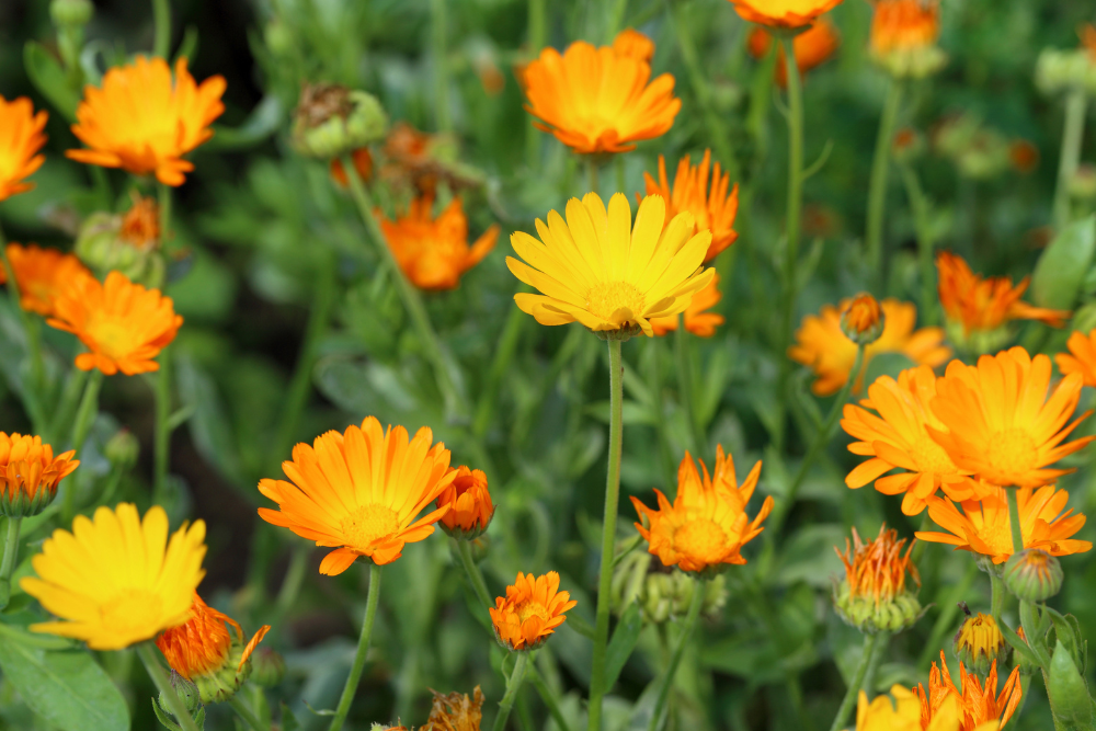 What to Plant in March - Farm Flavor
