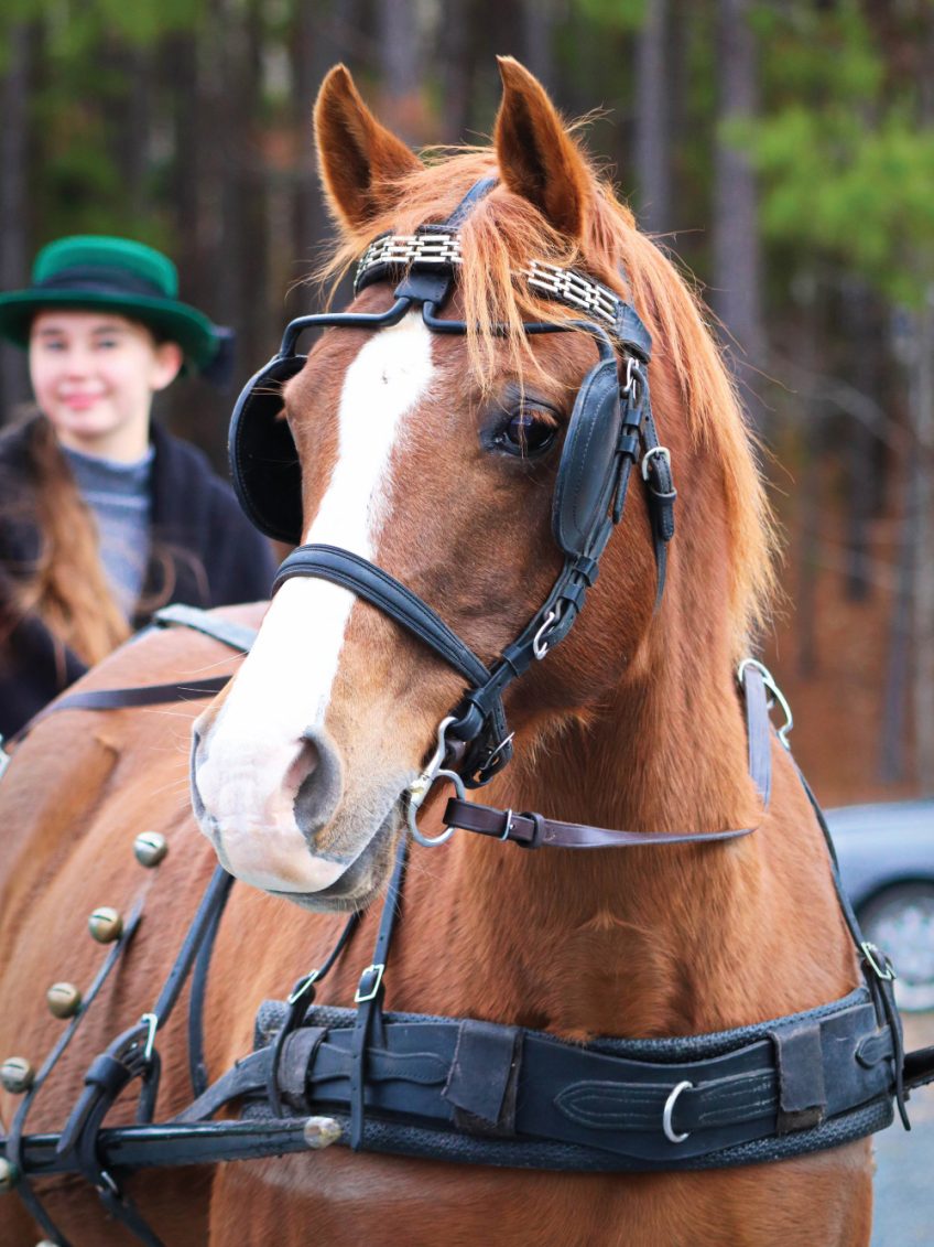 Rein or Shine: Virginia Horse Industry Takes Many Forms - Farm Flavor