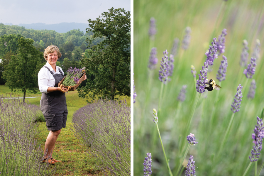 Midfield Lavender Farm Offers Sensory Respite in Tennessee - Farm Flavor