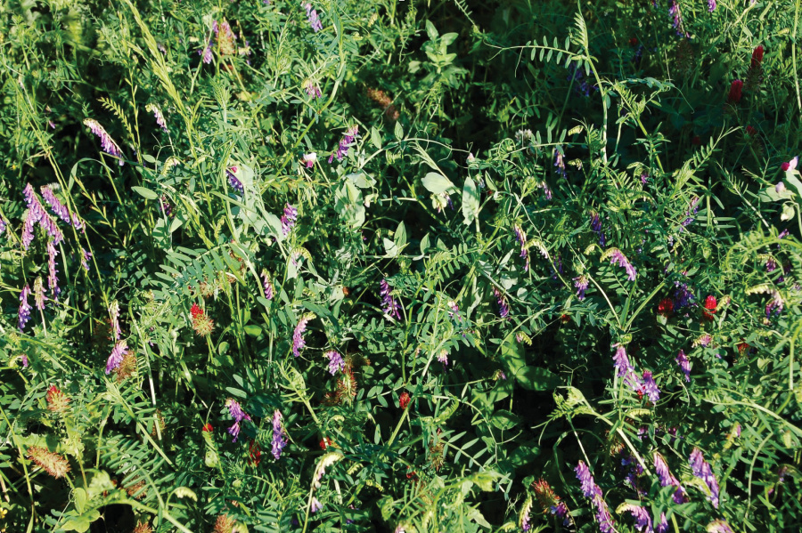 Tennessee Farmers Use Cover Crops For Better Soil - Farm Flavor