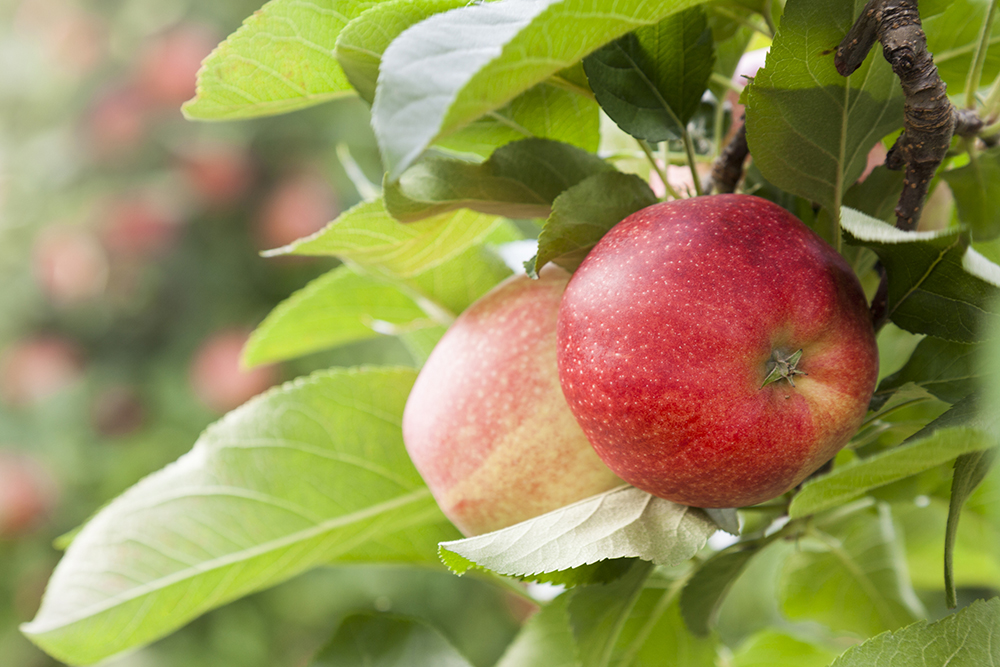 All the Apple Picking Tips You Need for Autumn - Farm Flavor