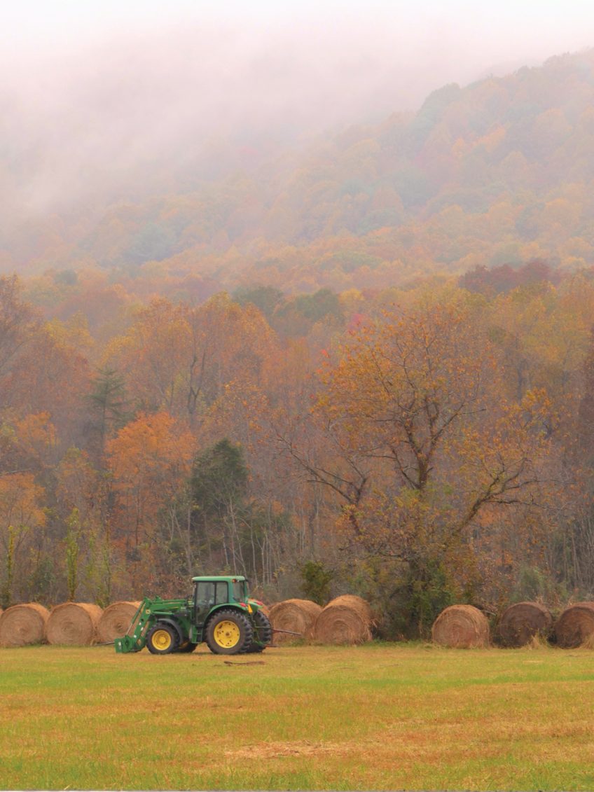 Virginia Agriculture Week 2023 Photo Contest Captures a Love of ...