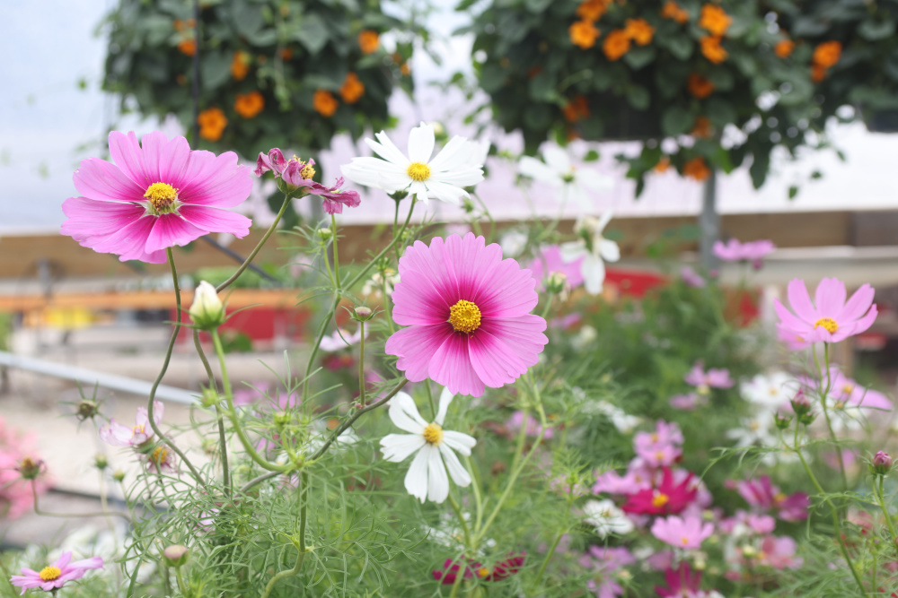 11 Easy Plants to Grow From Seed This Spring - Farm Flavor