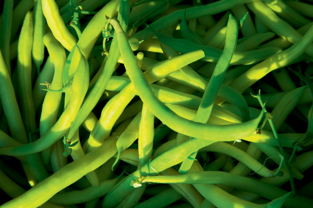 11 Easy Plants to Grow From Seed This Spring - Farm Flavor