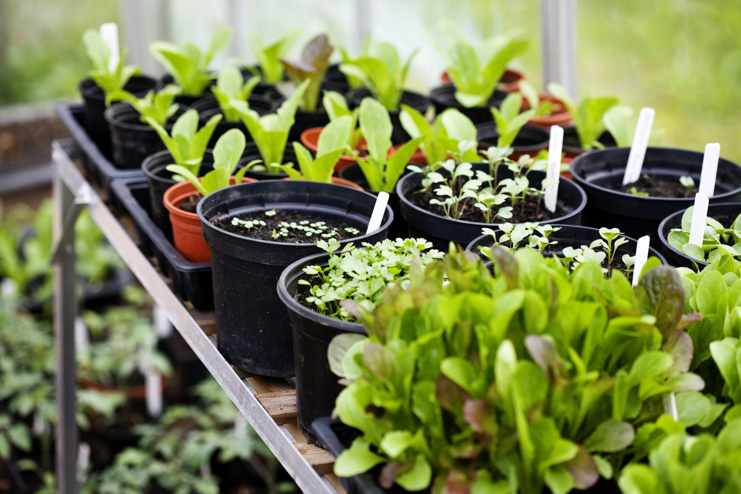 11 Easy Plants to Grow From Seed This Spring - Farm Flavor