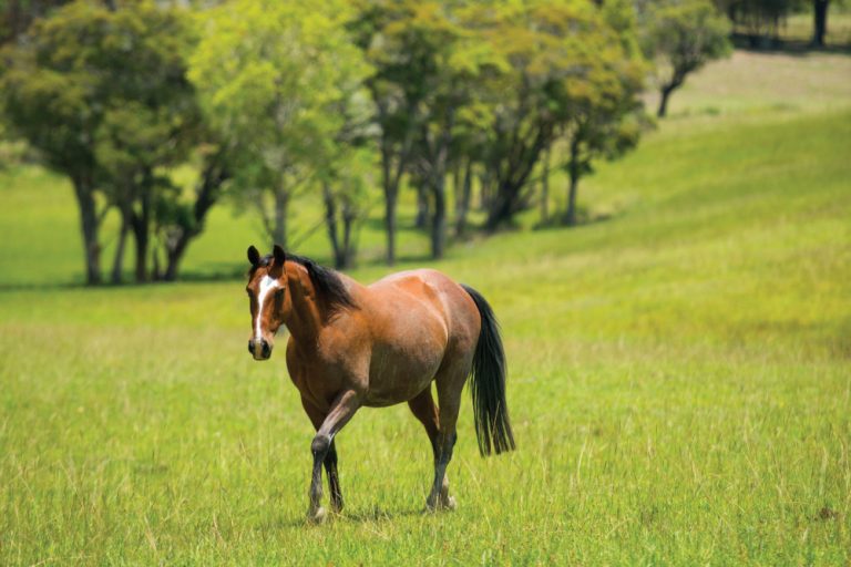 Kentucky’s Top 10 Agricultural Products - Farm Flavor