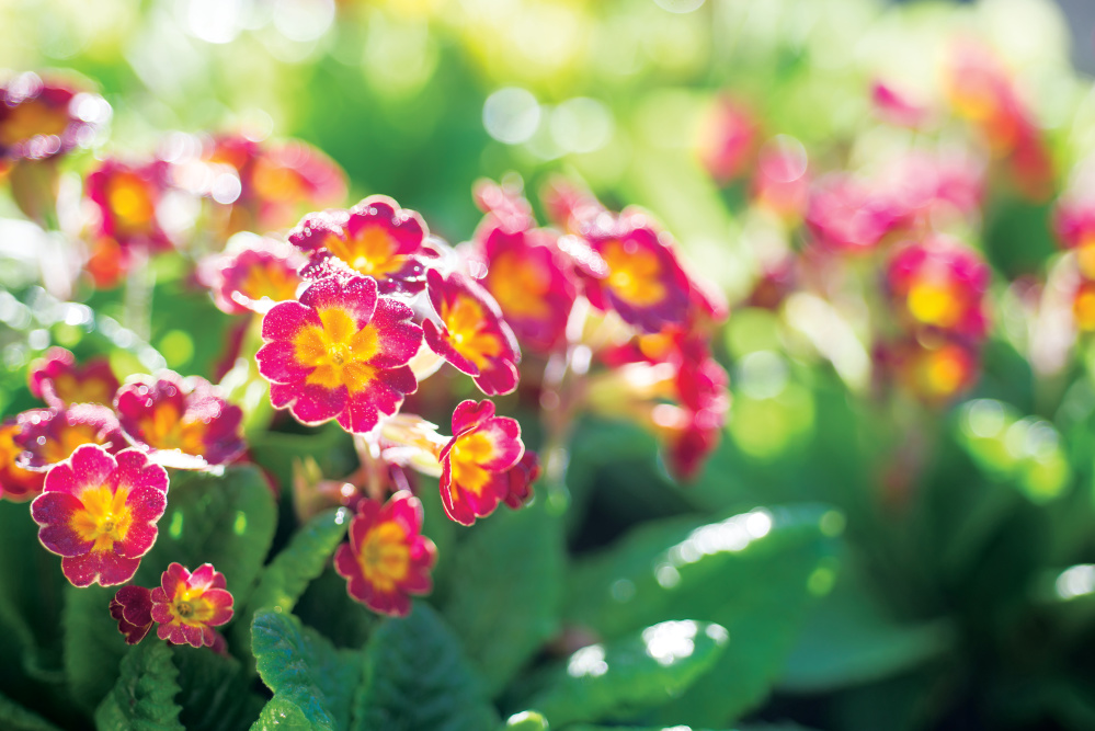 Plants That Grow in Shade - Farm Flavor